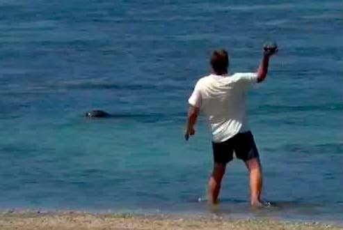 Hawaiian Hero Beats Up Maui Monk Seal Attacker (Video) - Surfer