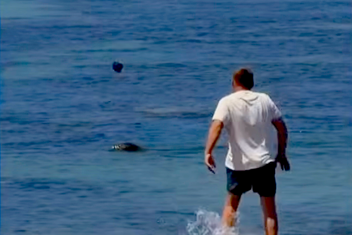 Hawaii Monk Seal Attacker Arrested, Faces Prison and $70k Fine - Surfer