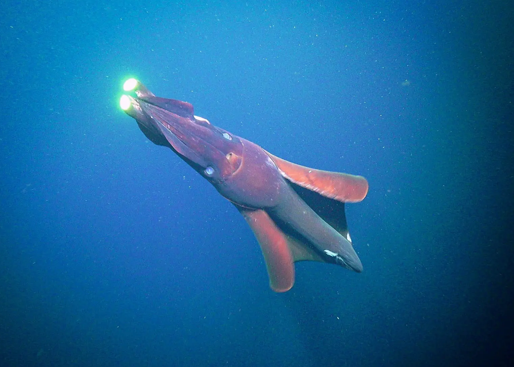 Giant Squid 'Longer Than School Bus' Found Undersea (Video) - Surfer