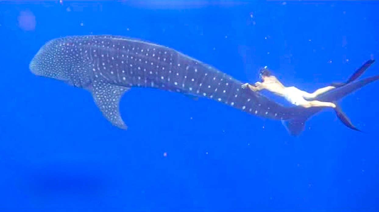 Man 'Rides' Rare Hawaii Whale Shark Sparking Outrage (Video) - Surfer