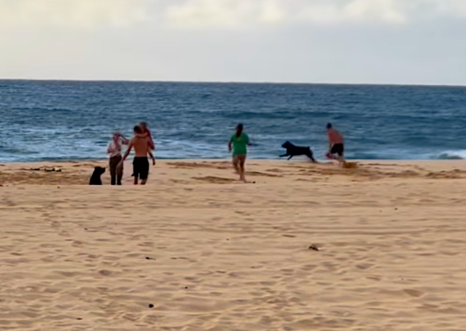 Lifeguard Beaten by Mob on Oahu's North Shore (Video) - Surfer