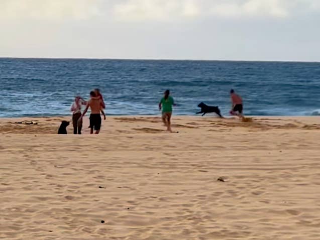 Dog Attacks Young Girl on North Shore Oahu Beach (Video) - Surfer
