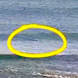 33% of Shark Attacks Involved Surfers in 2024; Here’s Why - Surfer