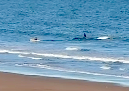 Killer Whale Stalks Terrified Kayaker in Argentina (Video) - Surfer