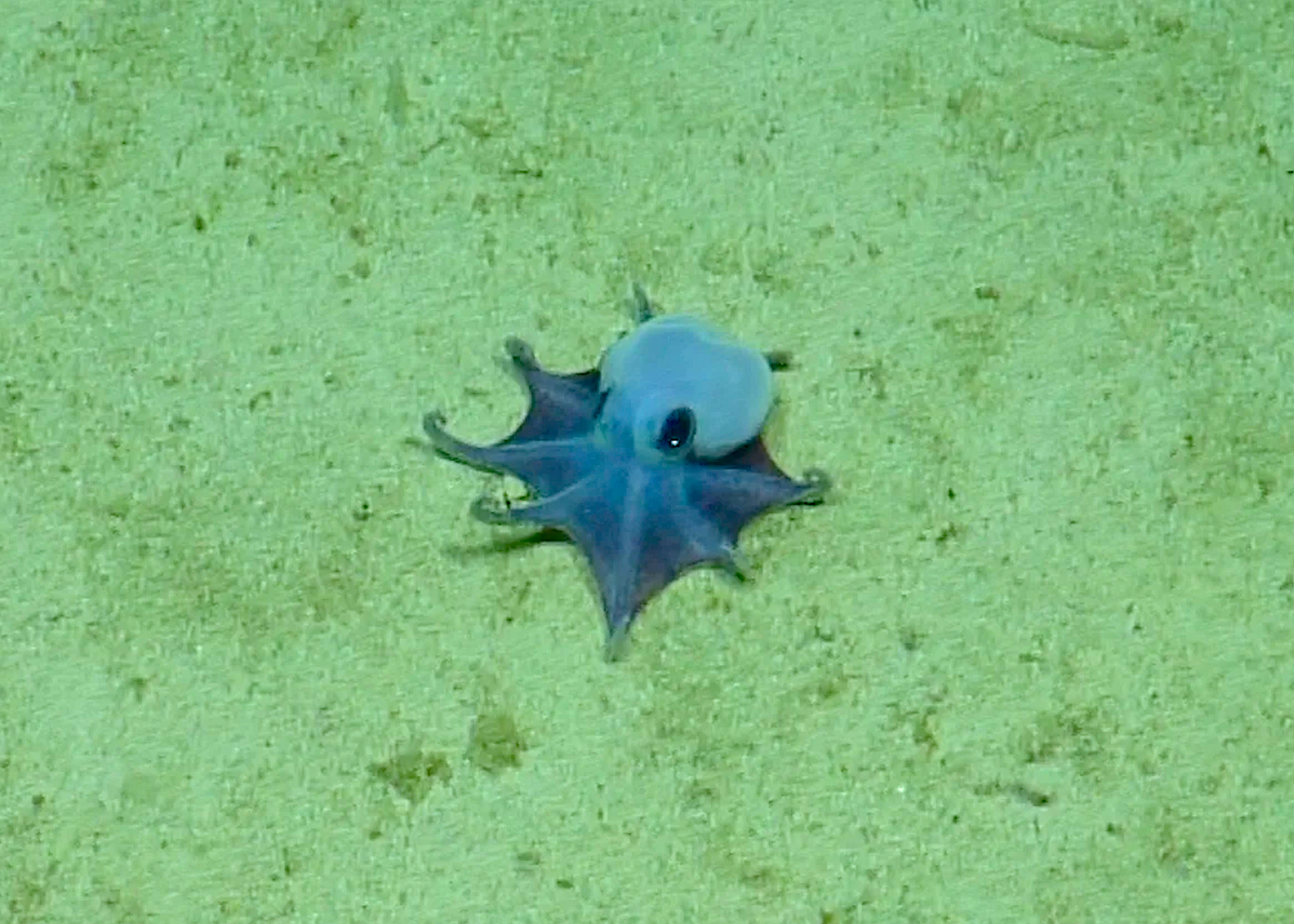 New ‘Alien’ Octopus Species Discovered Off Galápagos - Surfer