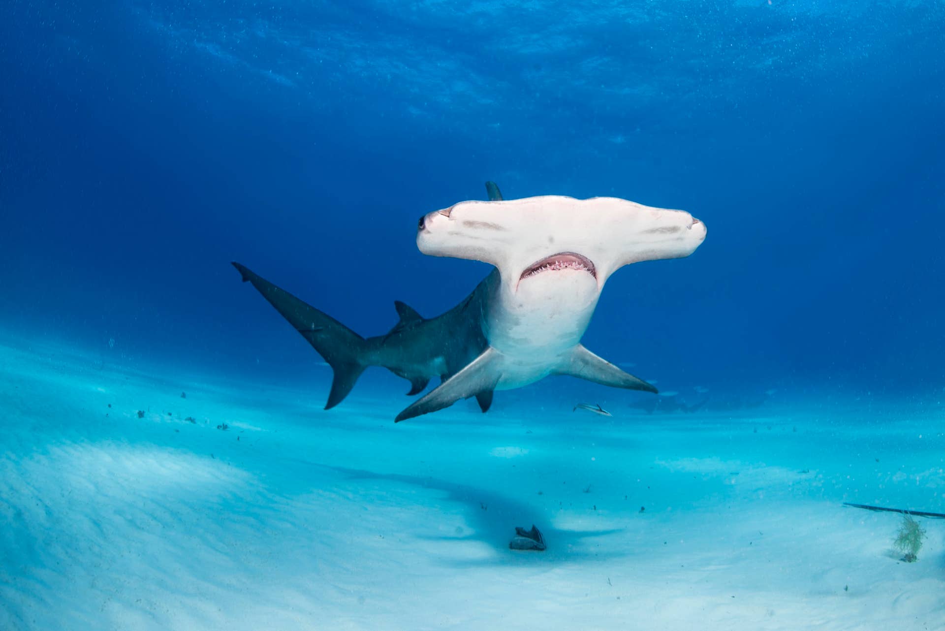 Hammerhead Shark Slams Surfer in Horrific Encounter (Video) - Surfer