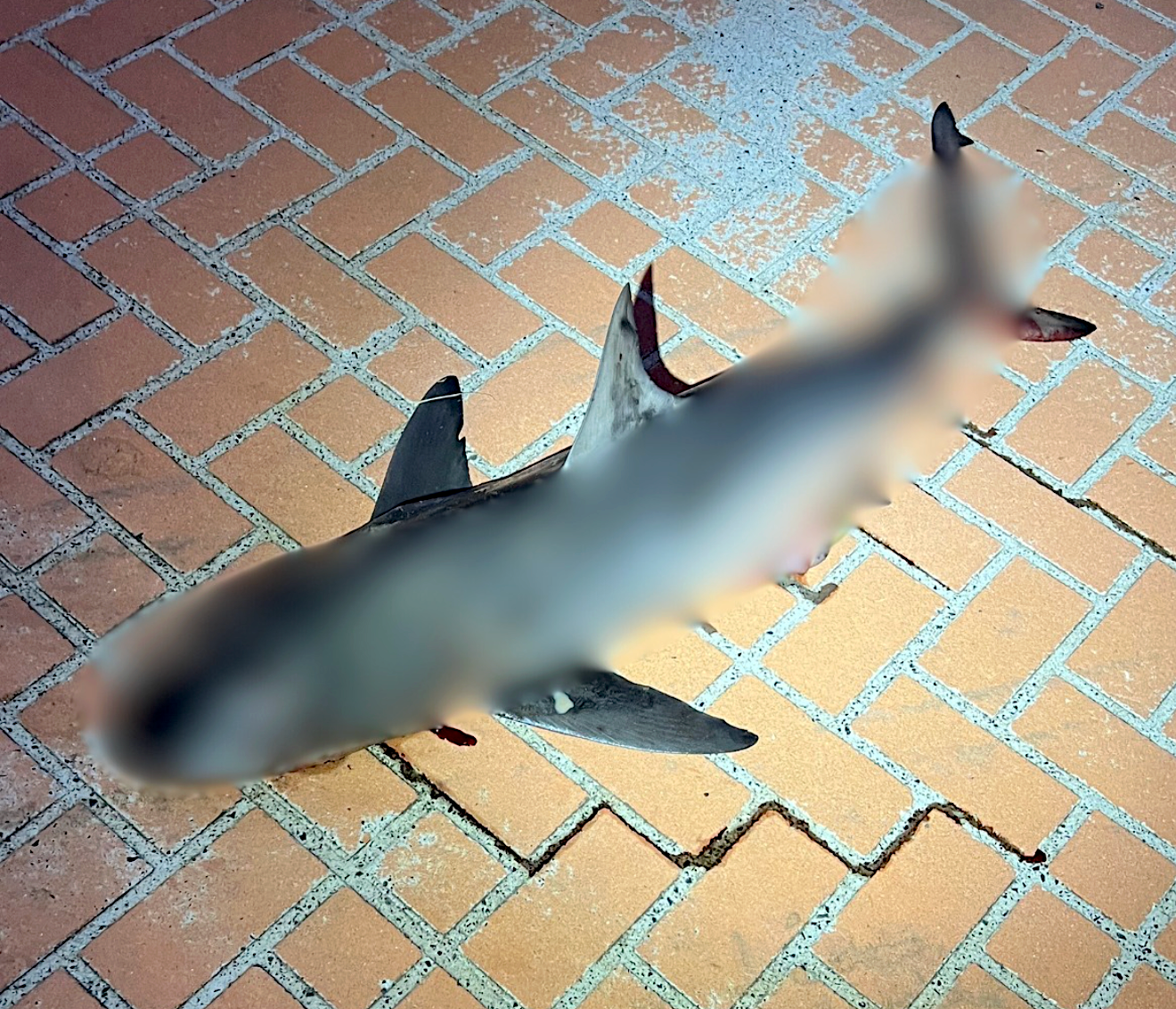 Stranded Great White Shark Rescue Stuns Beachgoers (Video) - Surfer