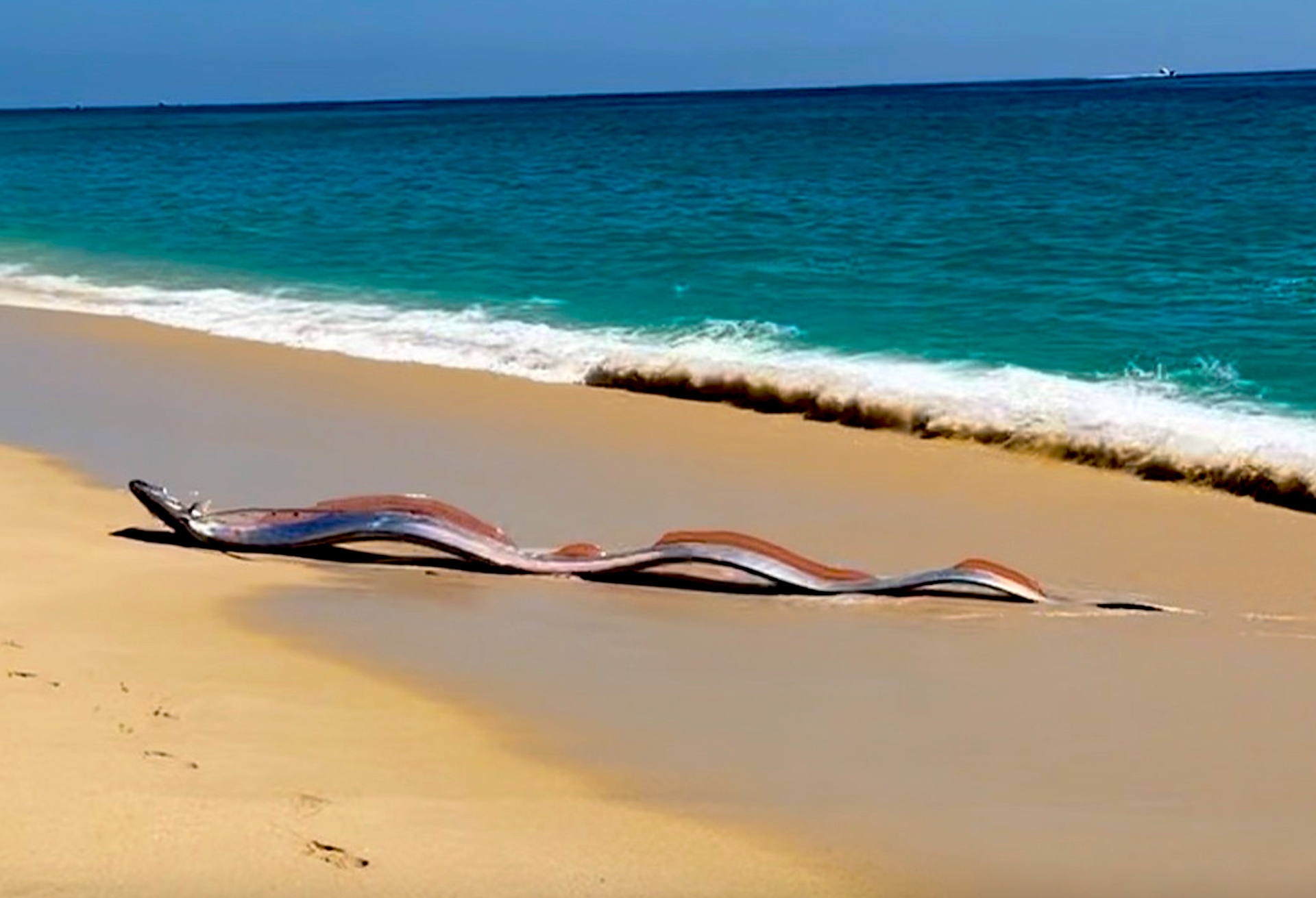30ft ‘Doomsday Fish’ Washes Ashore in Cabo as 2 Rare Oarfish Appear ...