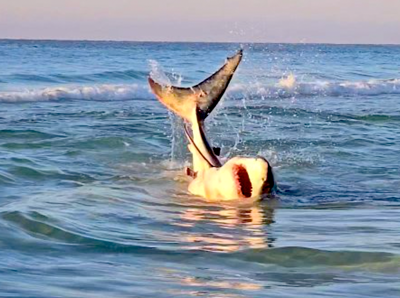Stranded Great White Shark Rescue Stuns Beachgoers (Video) - Surfer