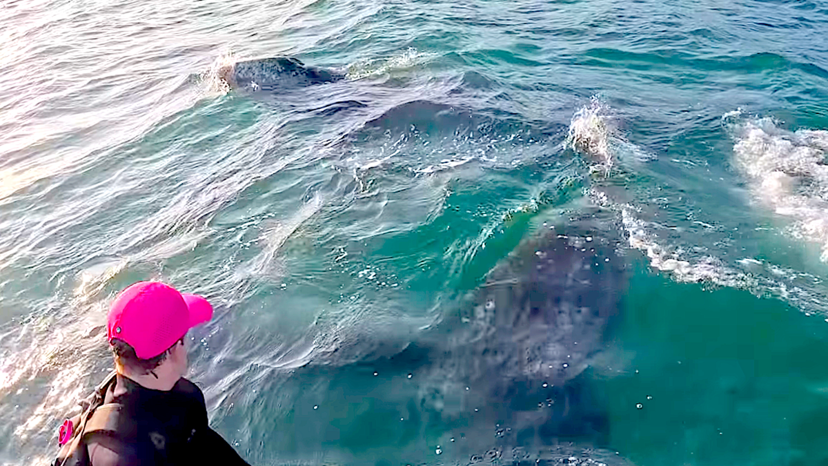Gray Whale Tail-Whip Launches Foil Surfer in CA (Video) - Surfer