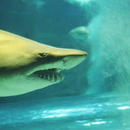 “I Should Be Dead”: Woman Attacked by Shark in Australia - Surfer