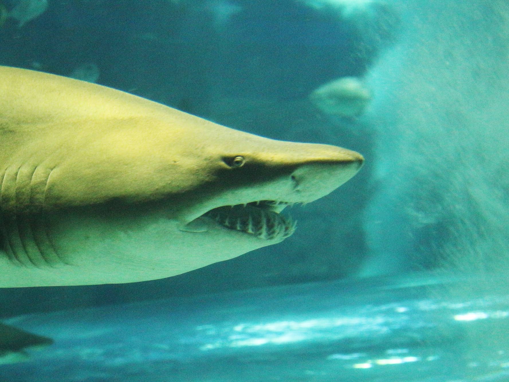 Shark Rips Off Woman's Leg in Brazil (Video) - Surfer