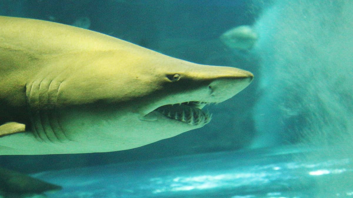 Shark Rips Off Woman's Leg in Brazil (Video) - Surfer