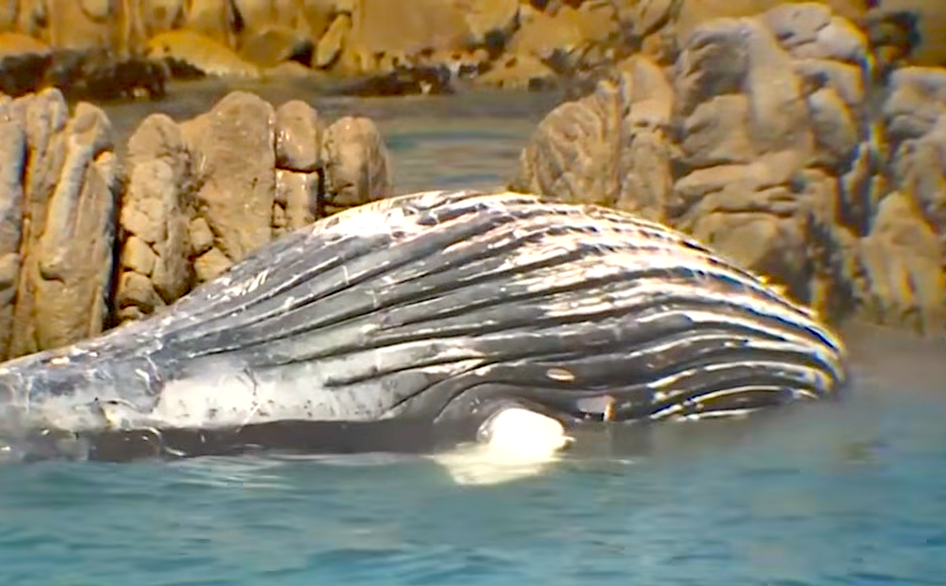 Dead Whale Sparks Great White Shark Fears in California - Surfer