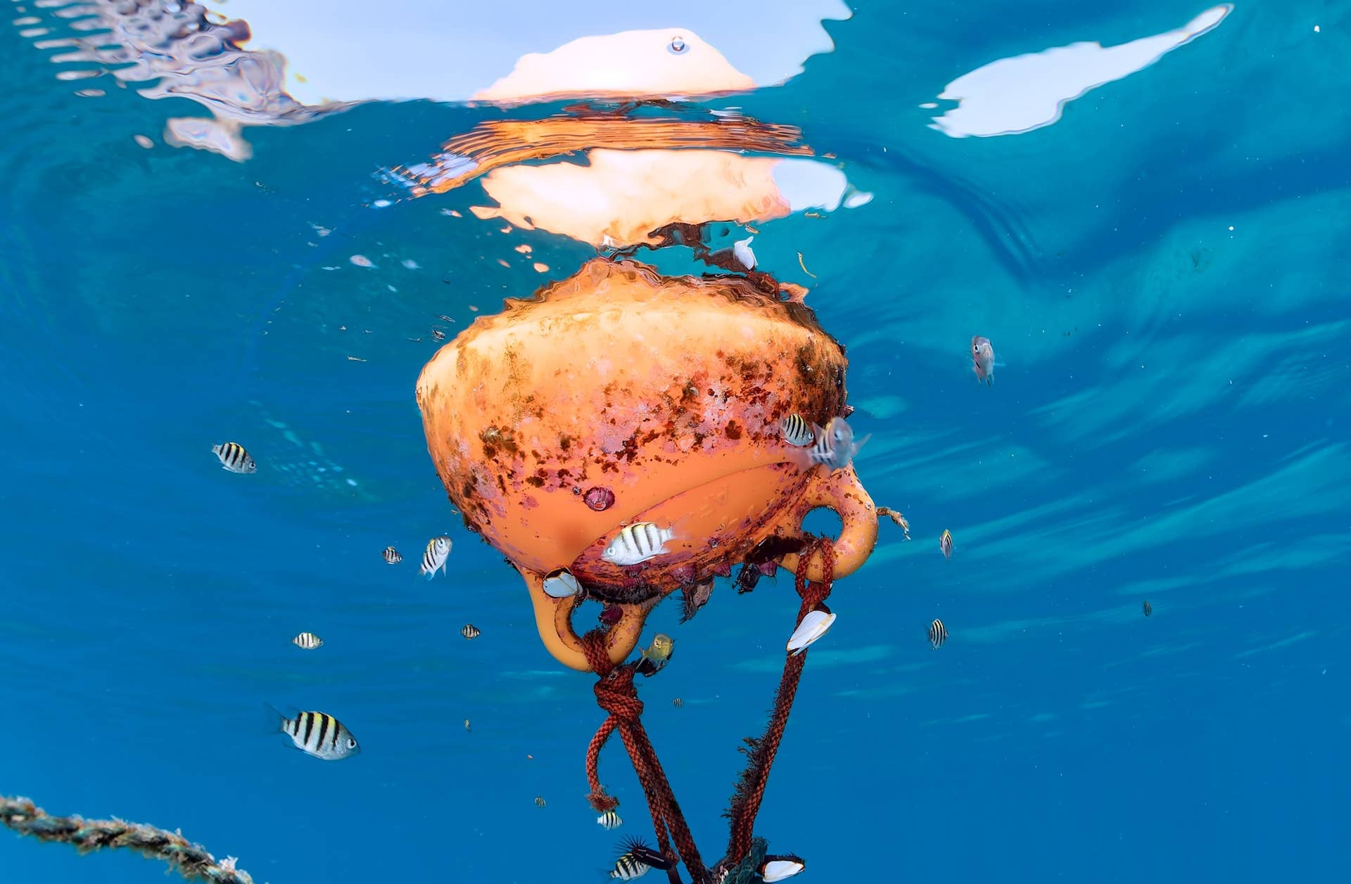 Trump Scraps $368M Ocean Observatories Initiative - Surfer