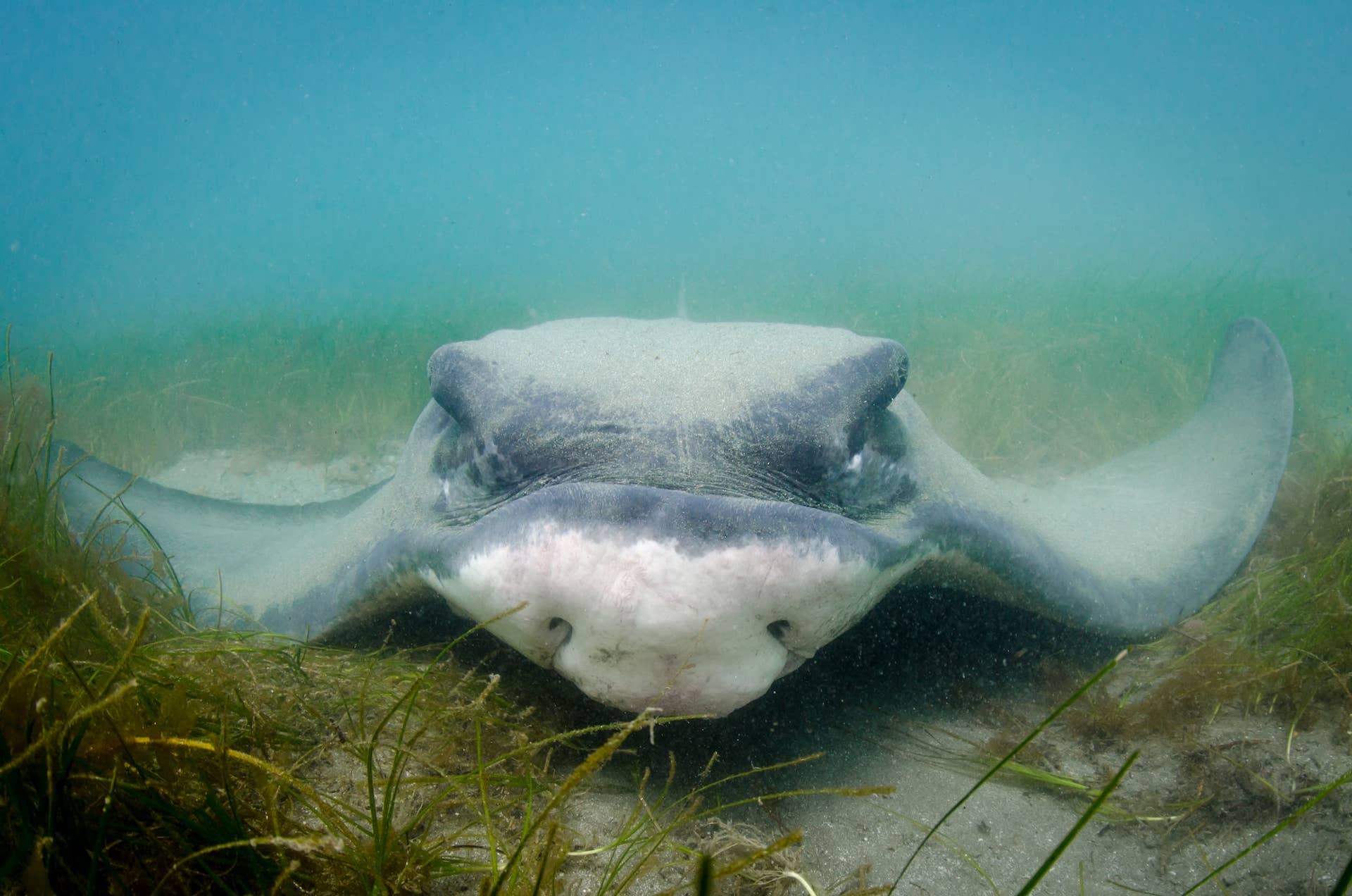 ‘Sharky Summer’ Hits SoCal as Hidden Stingray Threat Lurks - Surfer