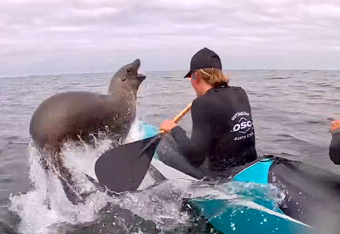 Shocking Video: Sea Lion Jumps into Racing Canoe - Surfer