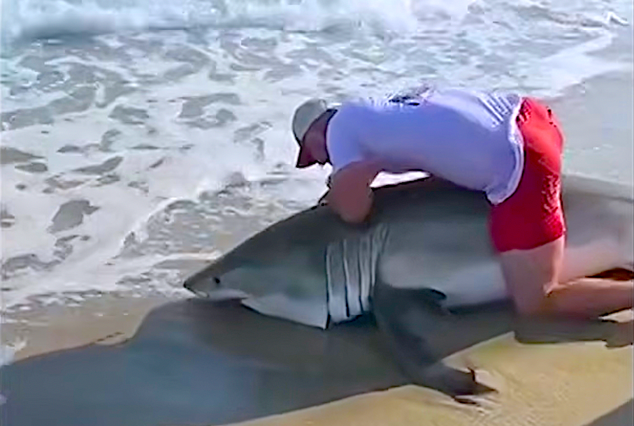 Man Wrestles 300lb Great White Shark Bare-Handed (Video) - Surfer