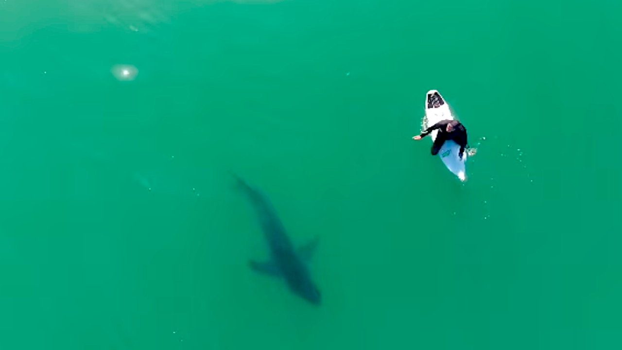Great White Shark Closes In On NorCal Surfer (Video) - Surfer