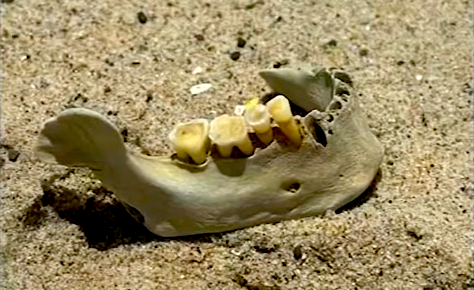 Human Jawbone Discovered on Famed SoCal Surf Beach (Video) - Surfer