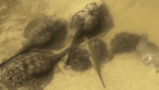 Watch: The “Stingray Shuffle” Is Less Effective than You Think - Surfer