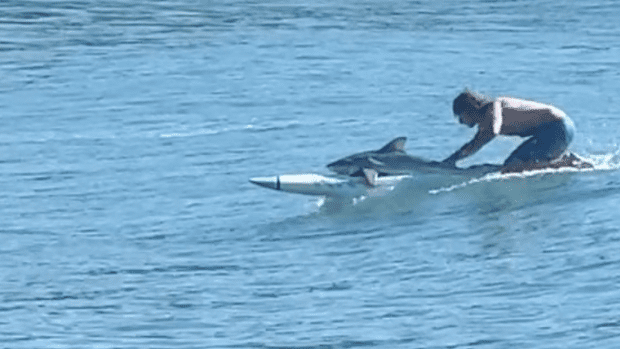 Shark Surfs Wave with Paddleboarder in Australia (Watch) - Surfer