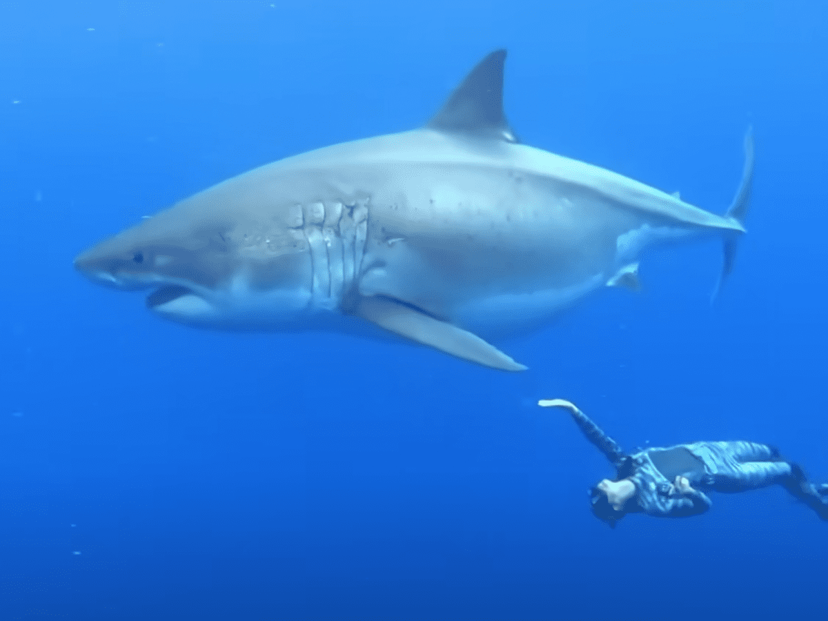 Video Diver Swims With Great White Shark Outlet | emergencydentistry.com