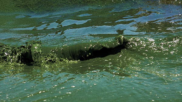 Hook Island Sea Monster Original Photo