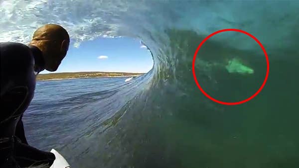 Video: Surfing With Sharks | SURFER Magazine - Surfer