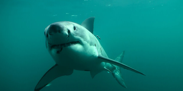 Fact Check: Do Cows Kill More Humans Than Sharks?