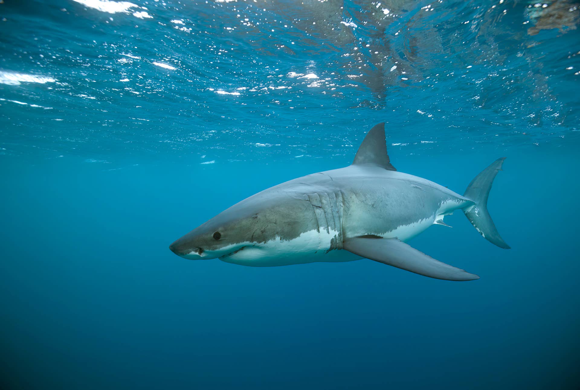 Shark Attack Victim Bribie Island