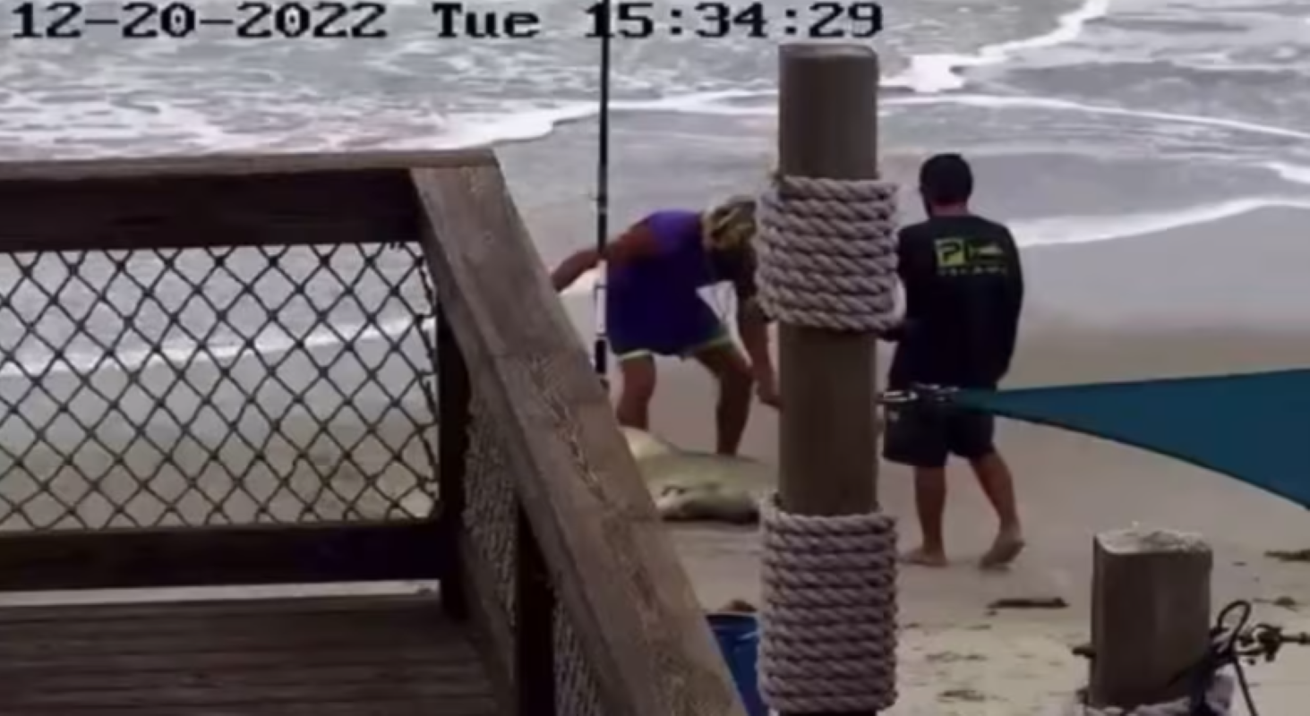 Florida Man Who Beat Protected Shark to Death with a Hammer Won't do ...