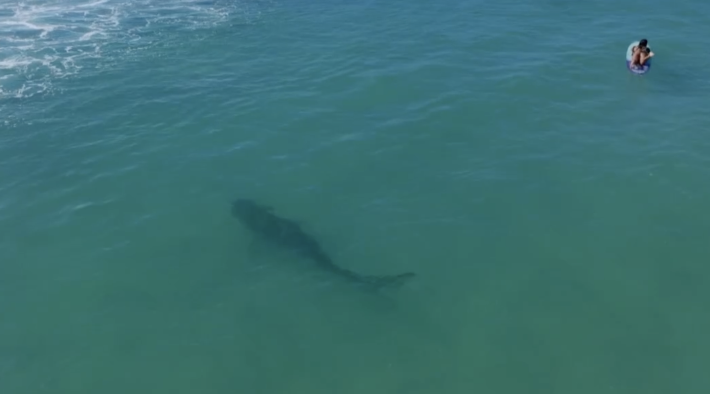 Watch Huge Tiger Shark Cruise Through Lineup Full of Surfers in Waikiki