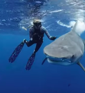 How To Redirect A Shark If It Swims At You