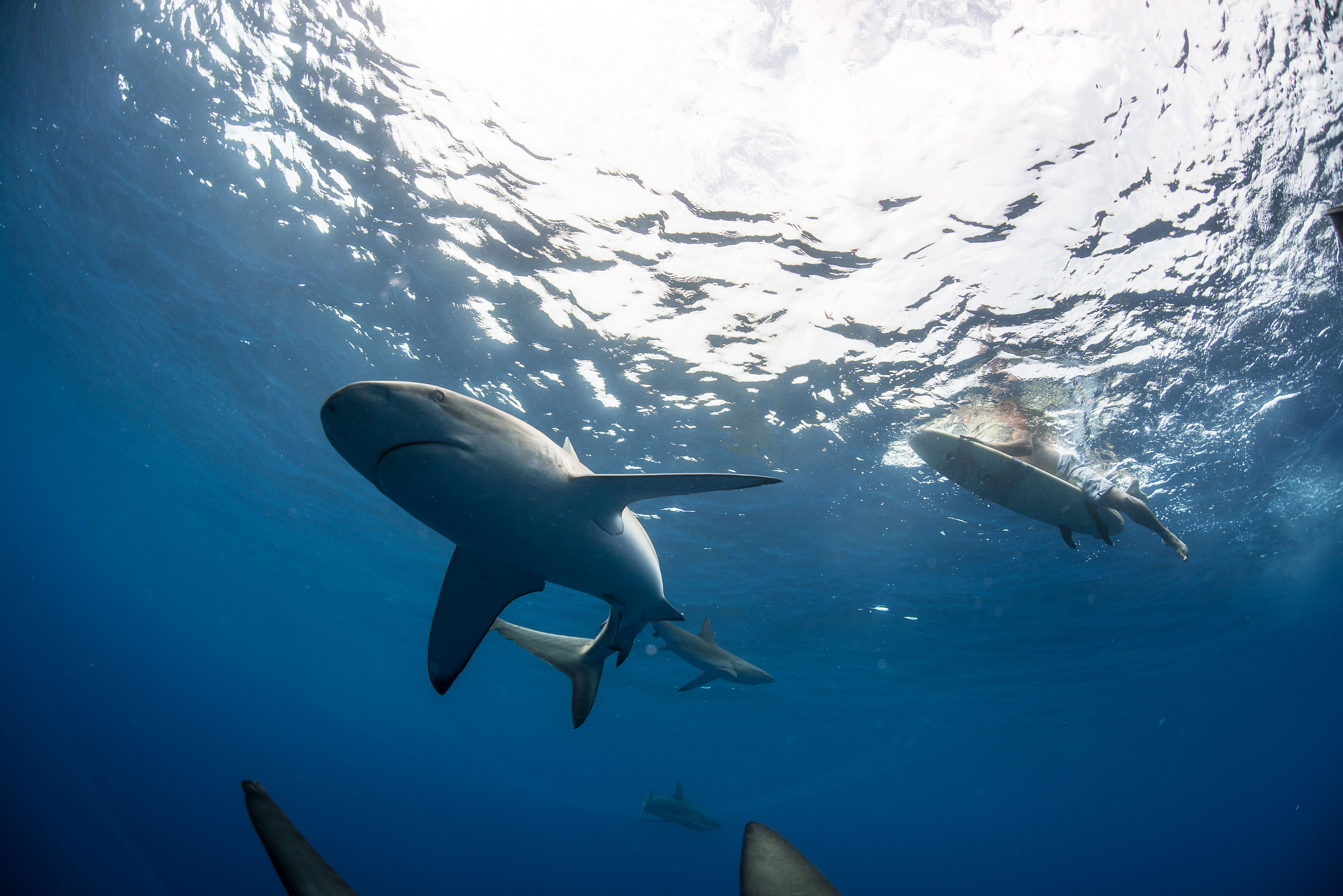 The 20+ Most Common Shark Species Found Near Surf Spots