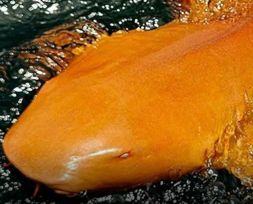 An orange nurse shark spotted for the first time in Costa Rica? 🤯 – New ...