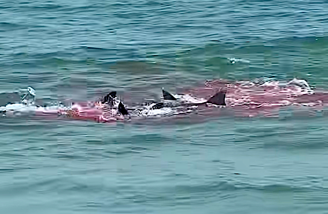 Shark Eats Dolphin Wild Sea Creatures Sharks Whales & Dolphins