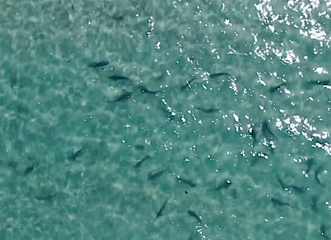 Video: Hundreds of Sharks Swarm San Diego Surf Town