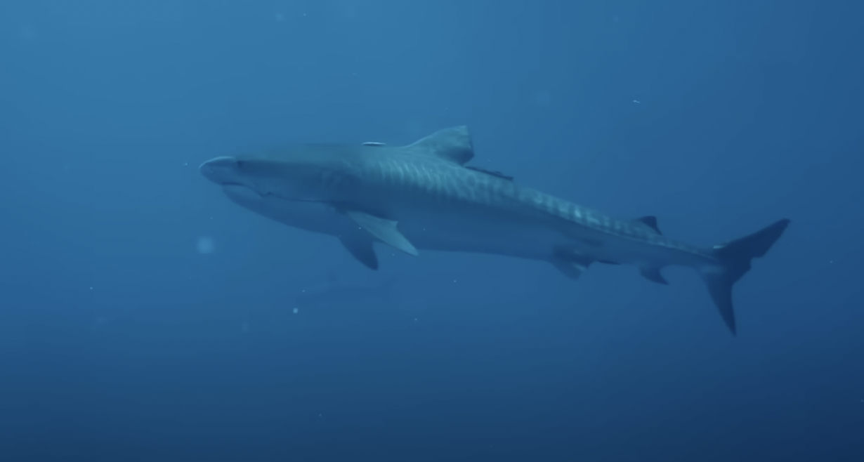 Most Hawaii Shark Attacks Happen on Maui; Here’s Why (Video)