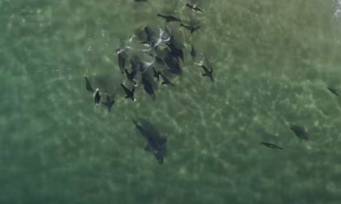 Gang of Seals Attack Great White Sharks in Presumed Act of Payback (Video)