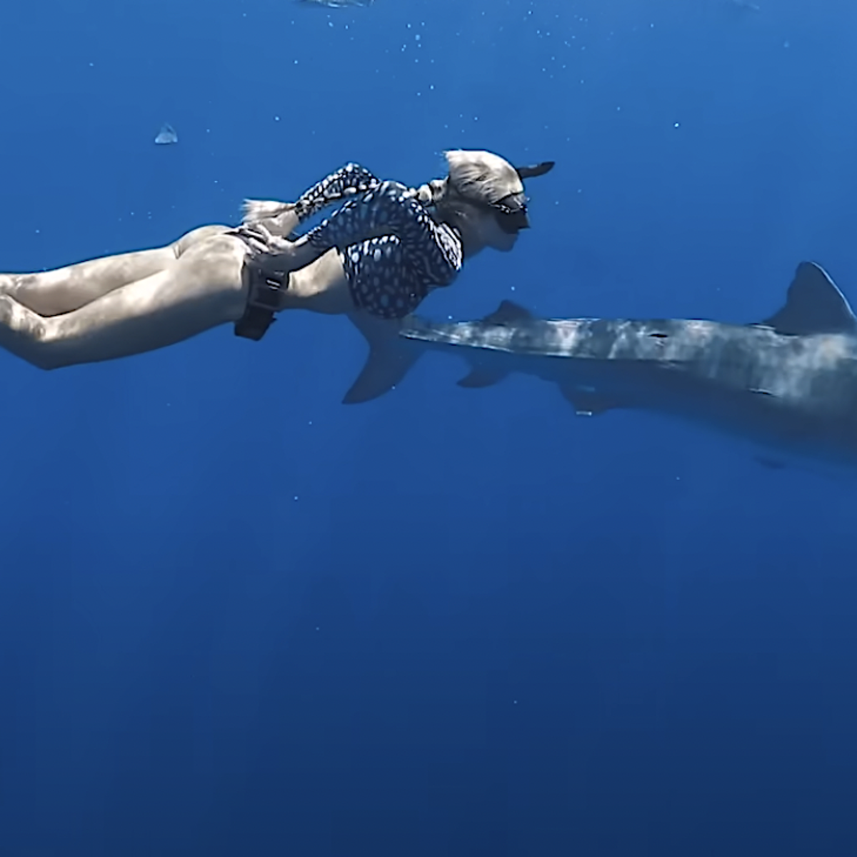 shark poaching documentary