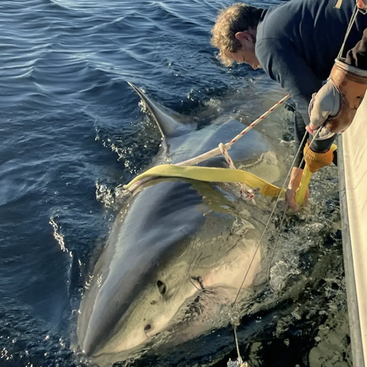 largest ever recorded great white