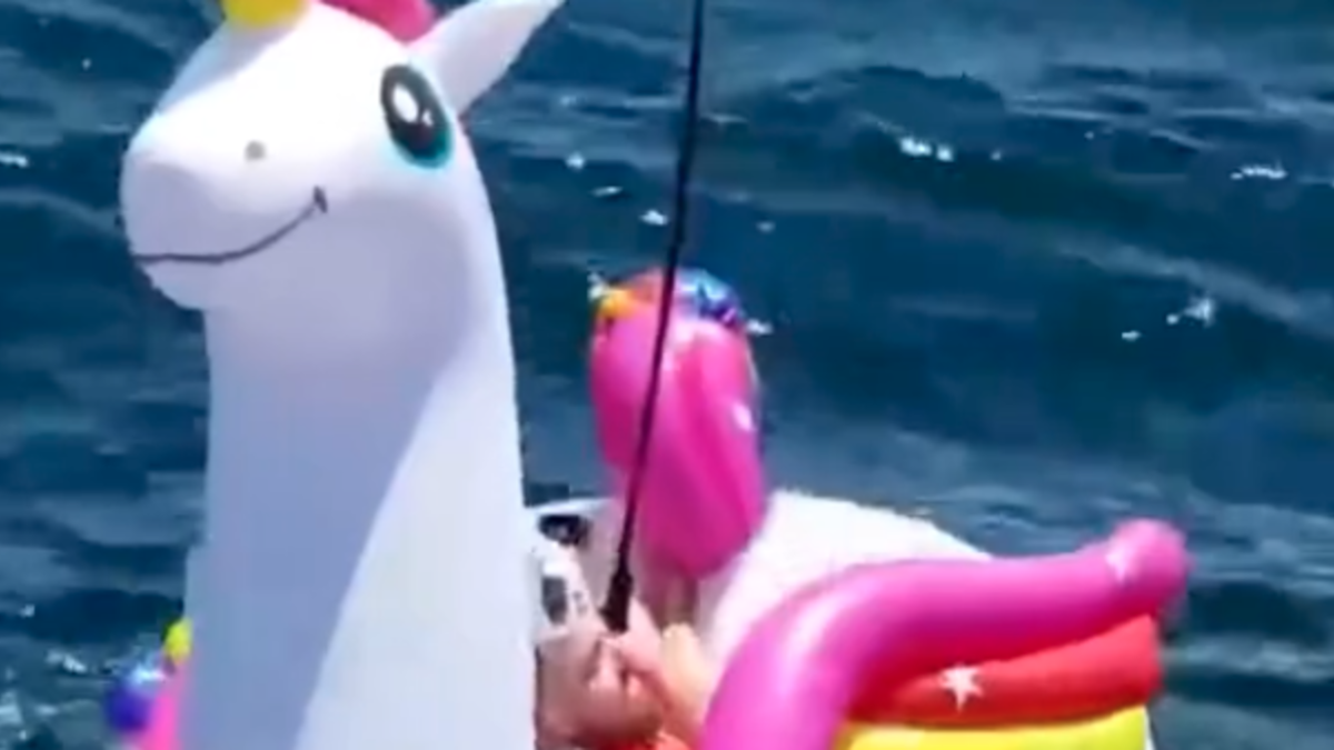unicorn shark