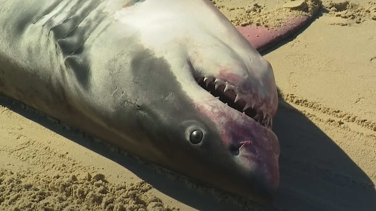 beached great white
