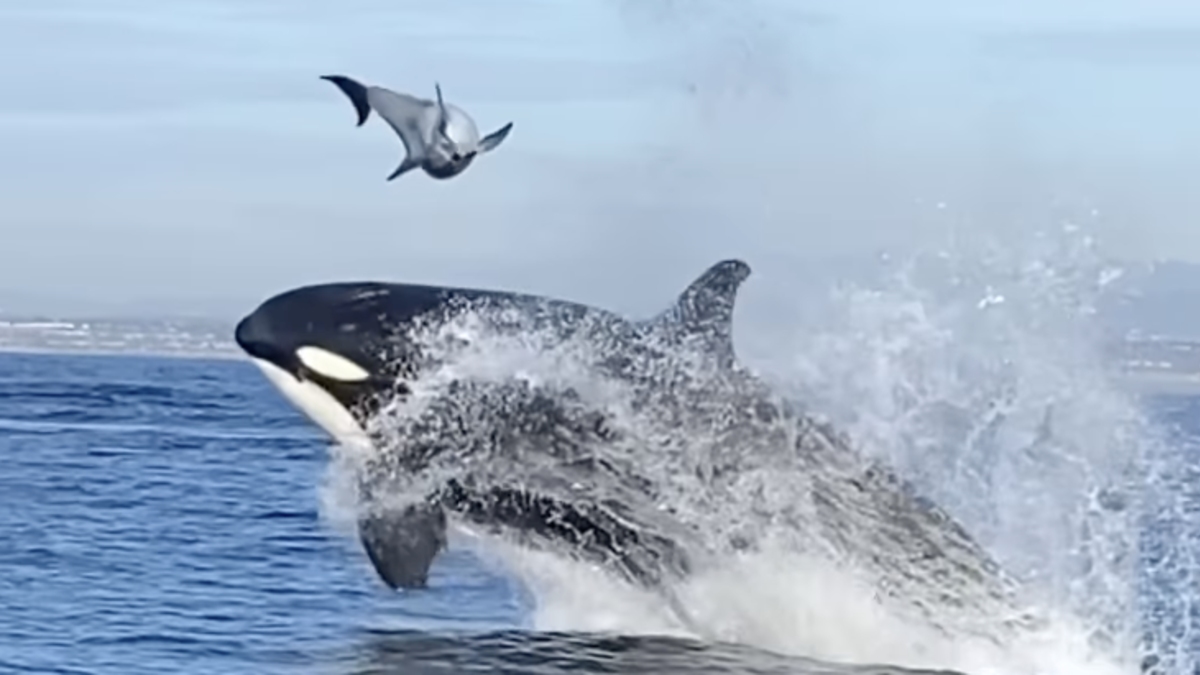 orca v dolphin