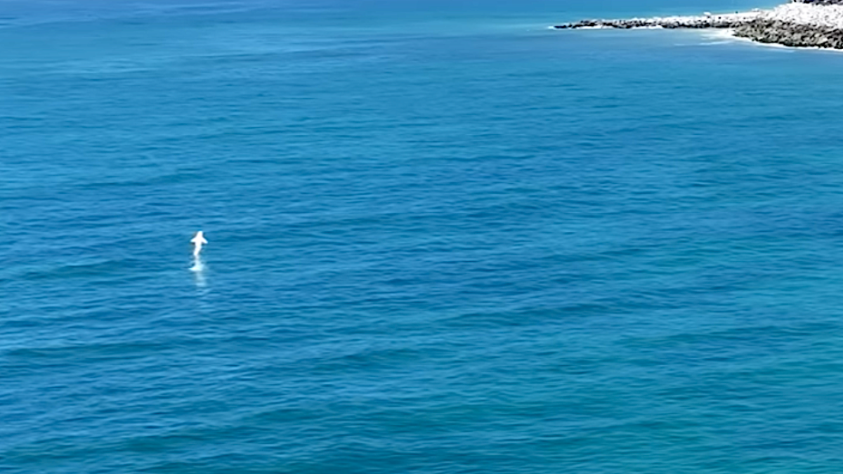 great white sharks santa monica