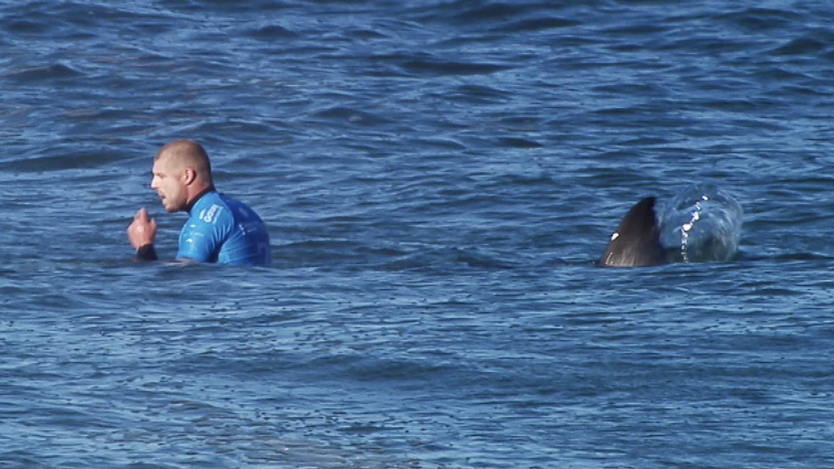 shark attack surfer