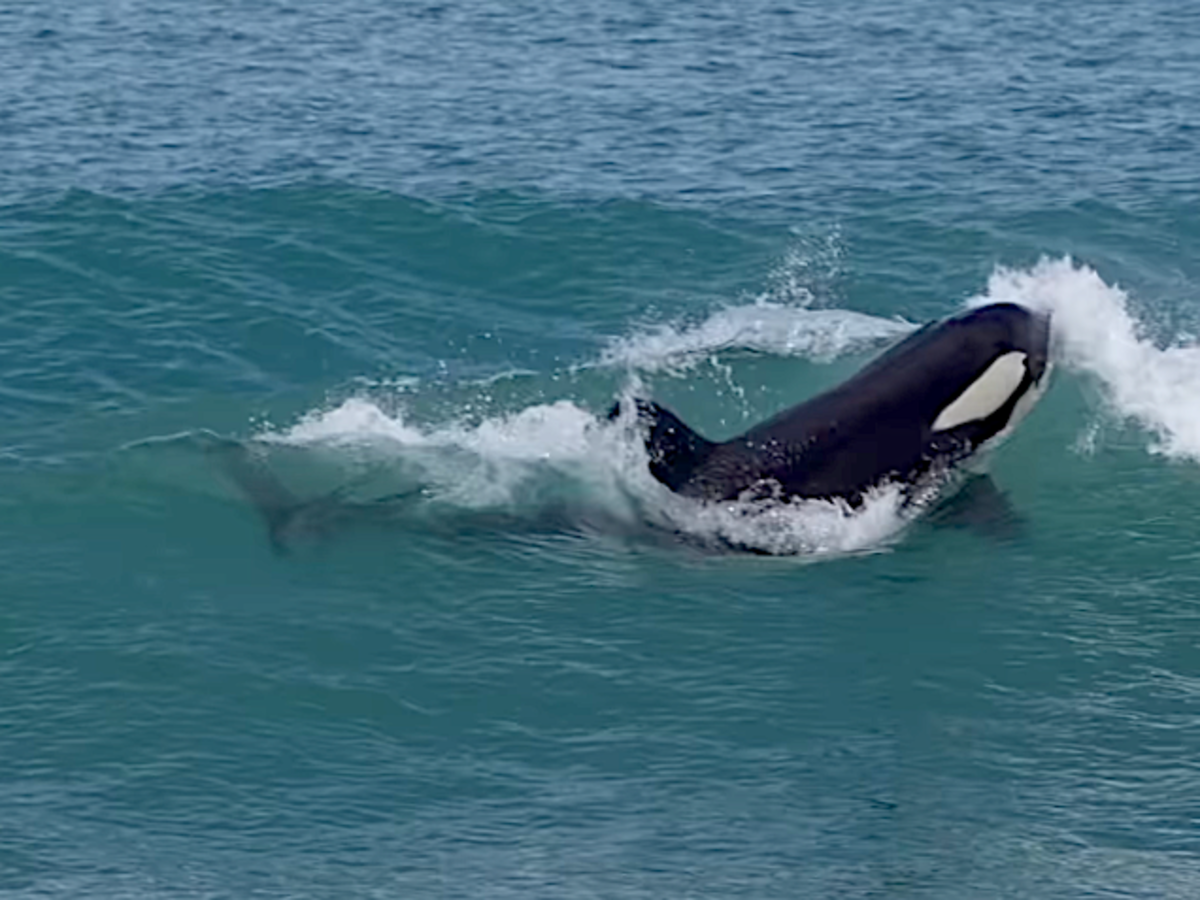 orca bites surfer