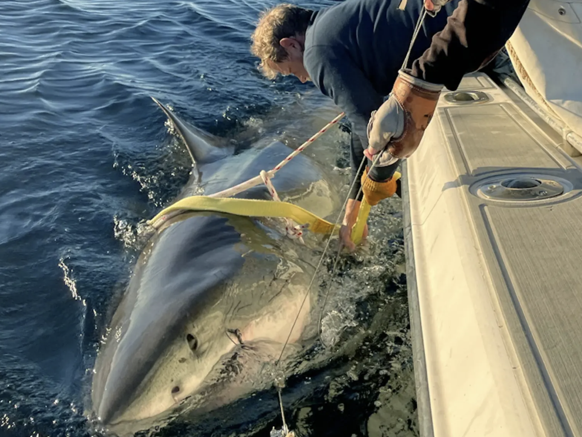 world's largest shark found