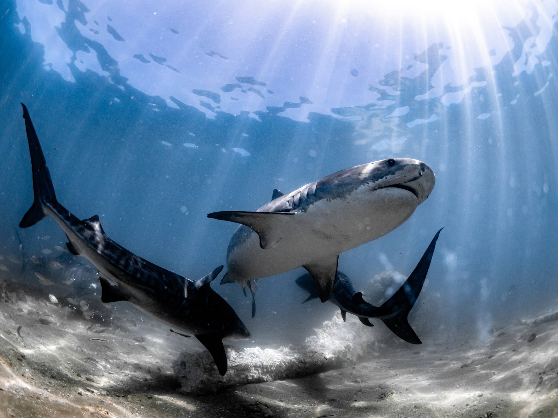 Indian Ocean Shark Infested